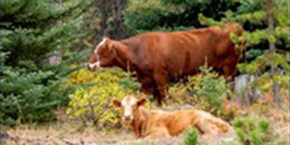 Protecting livestock from wolf depredation